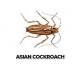 Asian cockroach | Pest Busterzz
