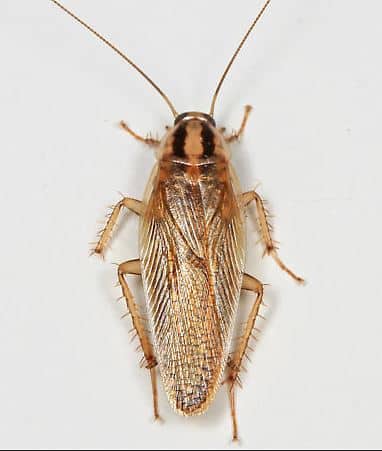 Asian cockroach | Pest Busterzz