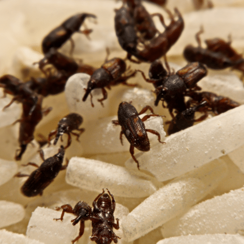 Highland Beach Pest Protection | Pest Busterzz