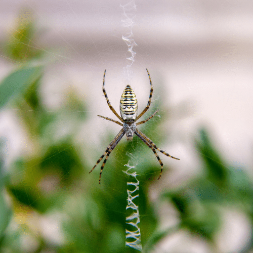 Misunderstood Spider Facts | Pest Busterzz