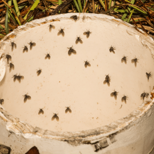 Understanding Drain Flies Lifecycle | Pest Busterzz